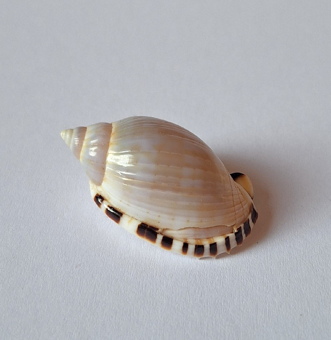 Casmaria erinaceus :: SHELLS FOR YOU.CZ